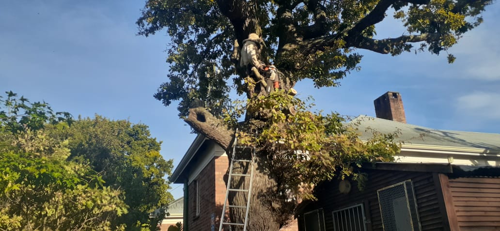 Oak Tree Cutting In Rondebosch | Cape Town Tree Fellers